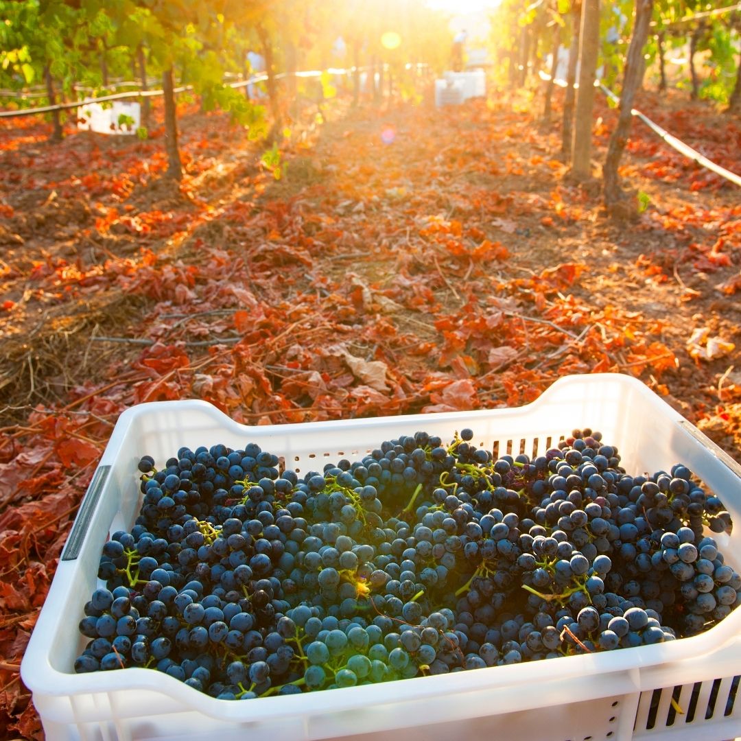 Wine Grape Harvest - Prospero Winery & Grapes