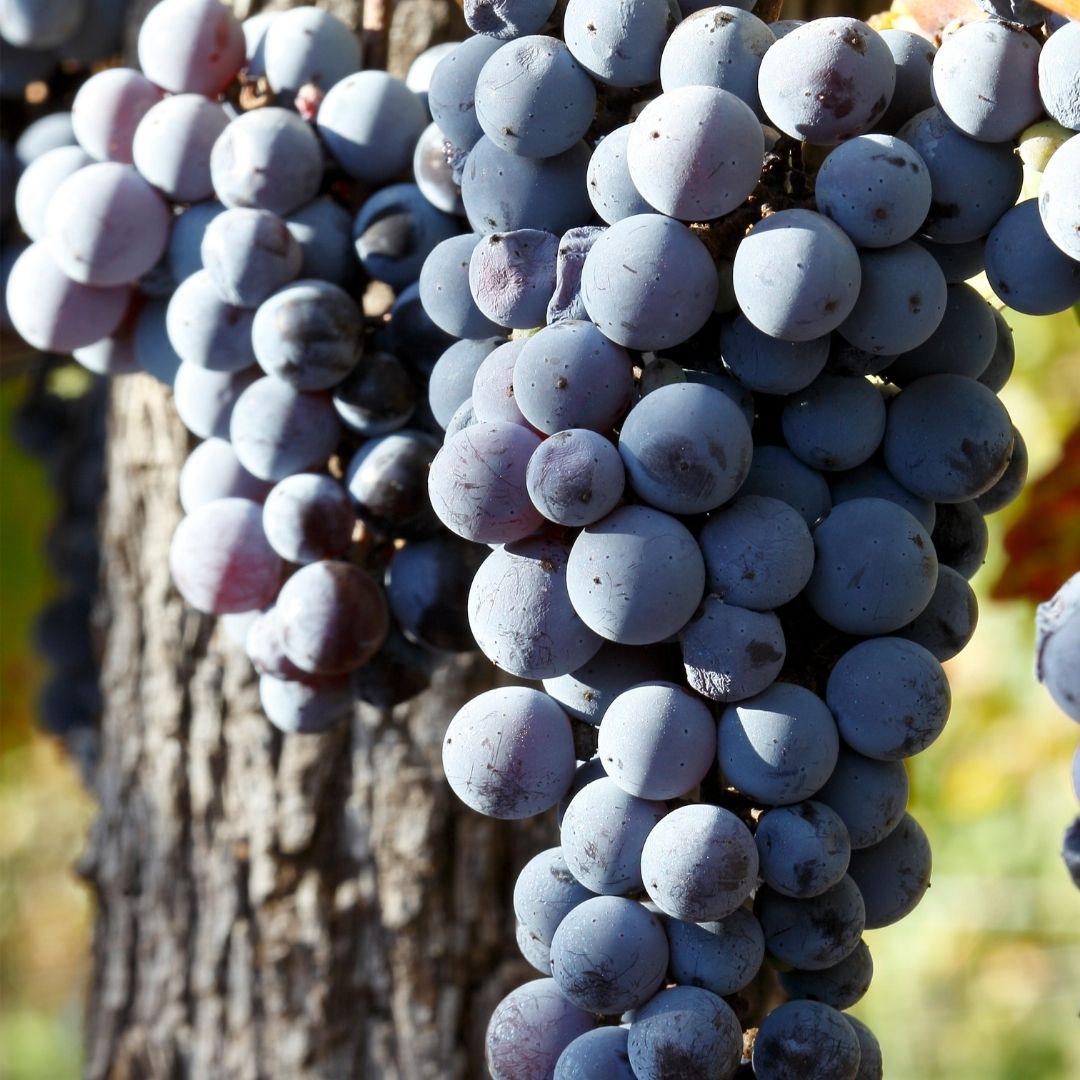 Prospero Winery's Guide to Wine Grapes - Prospero Winery & Grapes