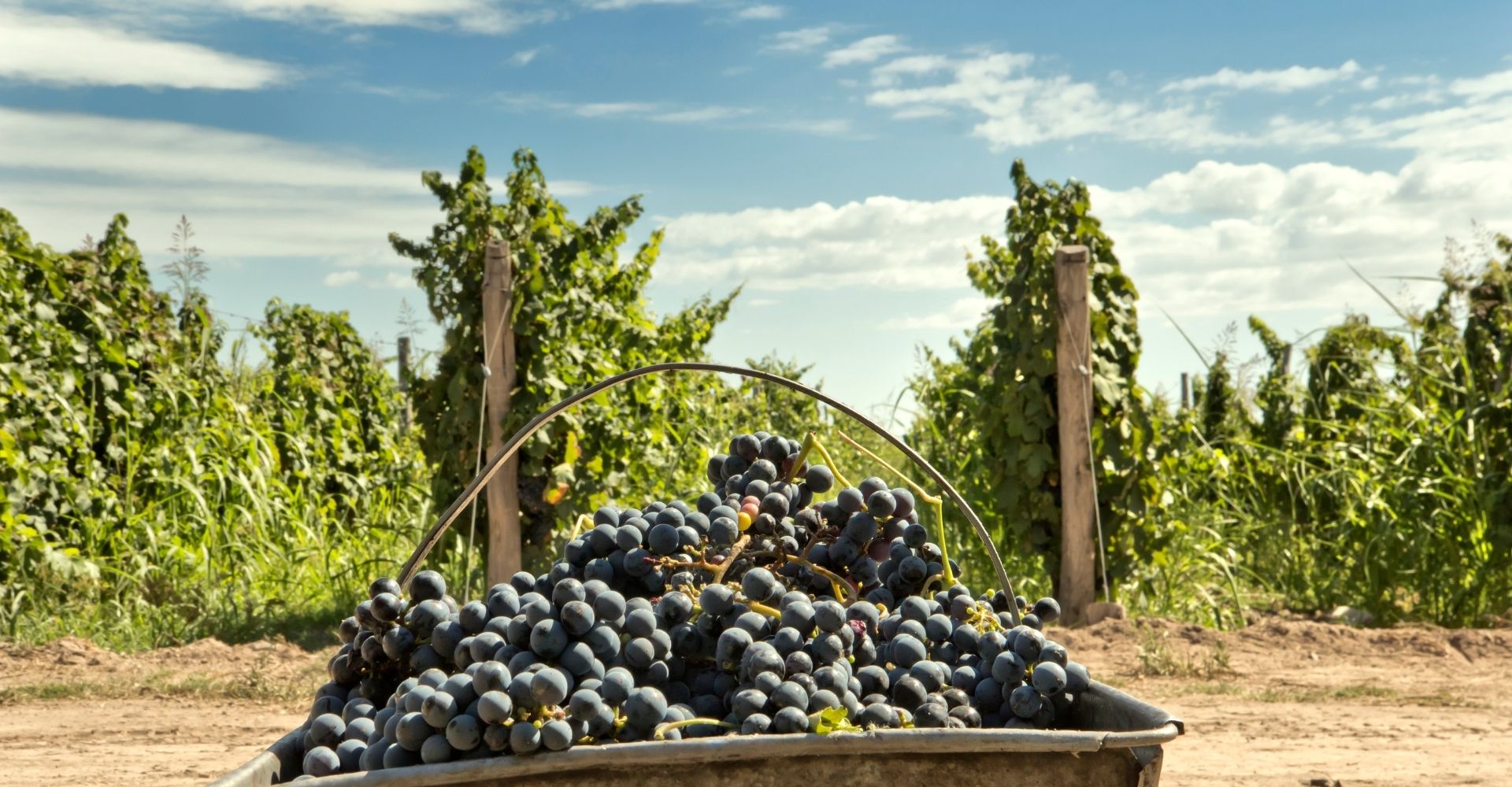 Wine Grape Harvest - Prospero Winery & Grapes