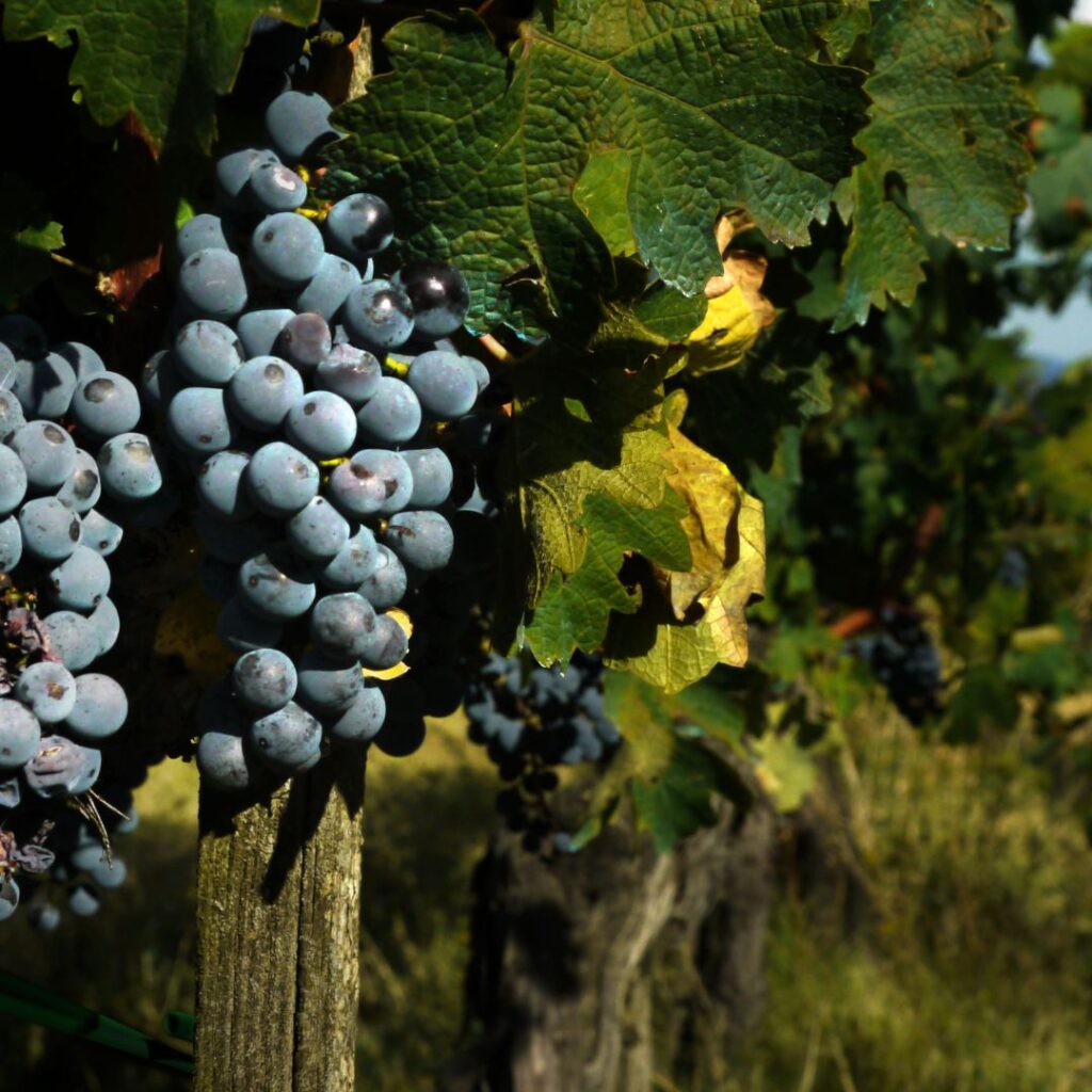 Can Any Grape Make Wine? - Prospero Winery & Grapes