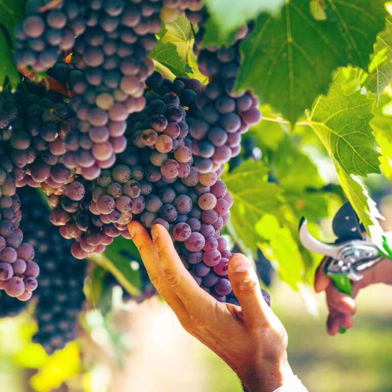 What's the Difference Between Grapes and Wine Grapes? - Prospero Winery ...